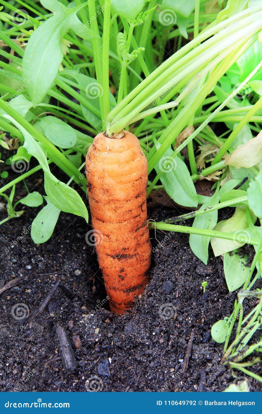 Fresh Carrot in the Ground. Stock Photo - Image of greens, outside ...