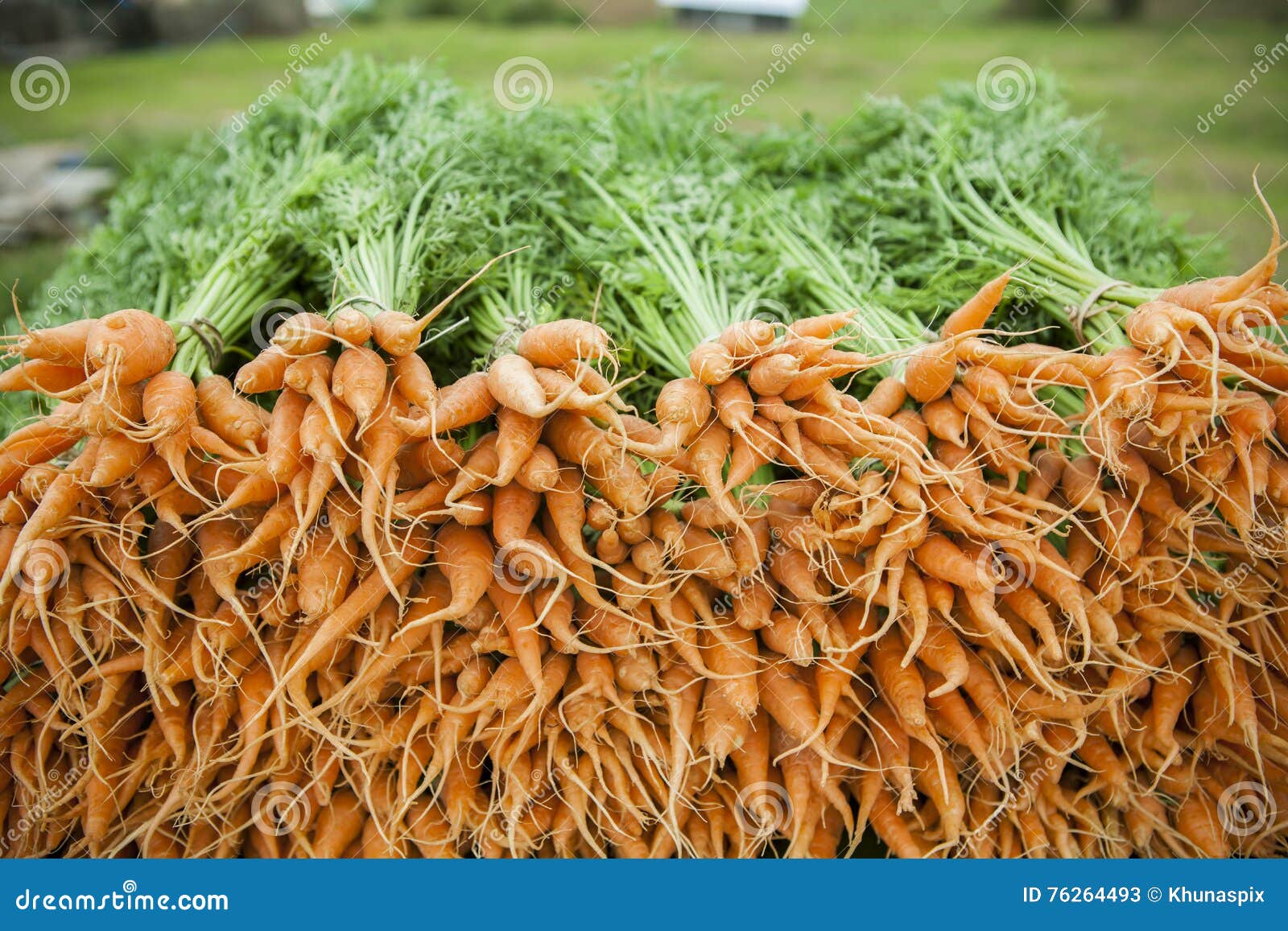 Fresh Carrot in Organic Farm Stock Image - Image of carrot, farm: 76264493
