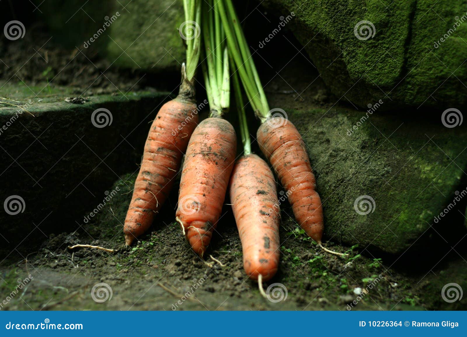 Fresh carrots stock photo. Image of ancient, cellar, nature - 10226364