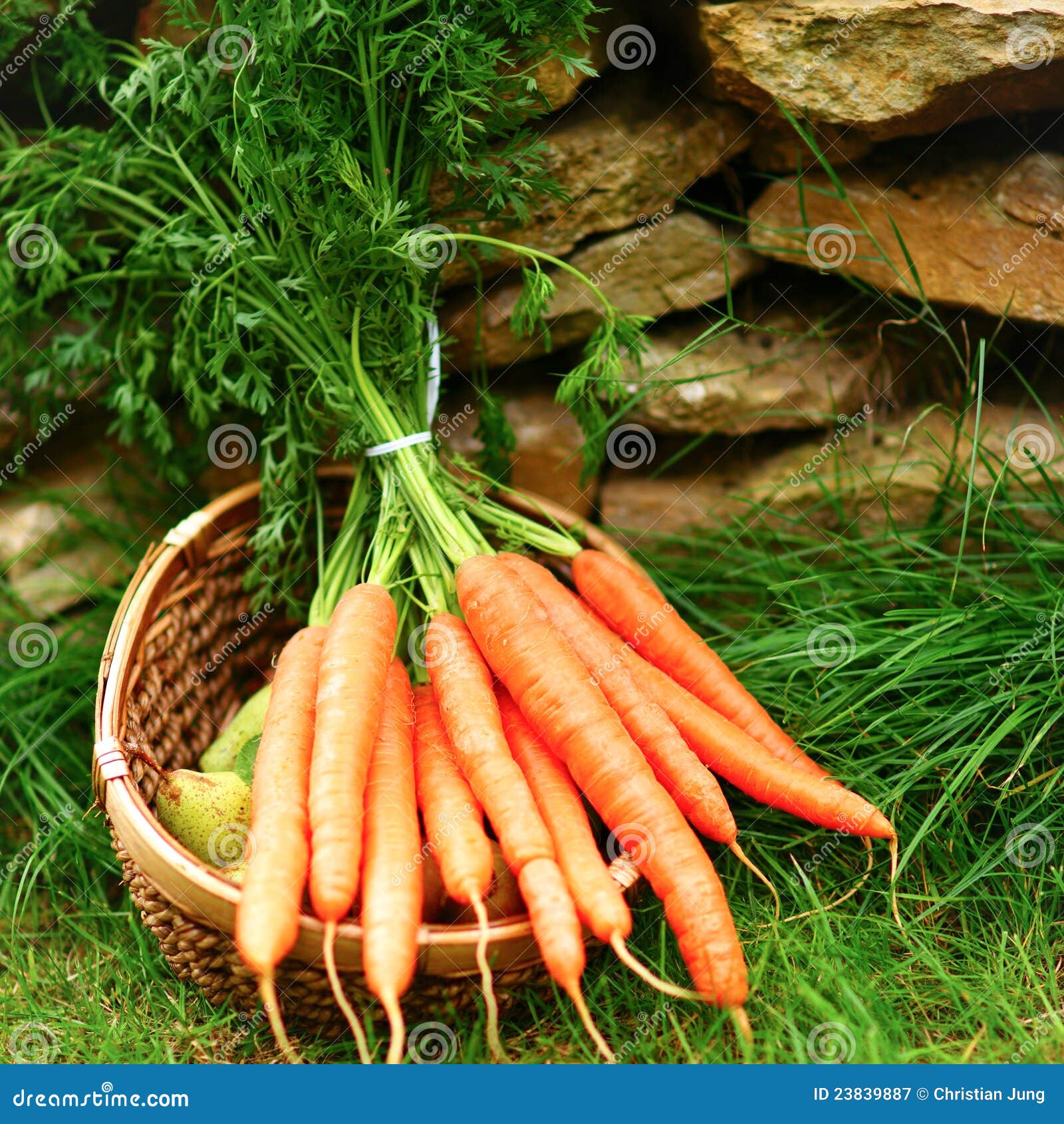 Fresh carrots stock image. Image of fixings, carrots - 23839887