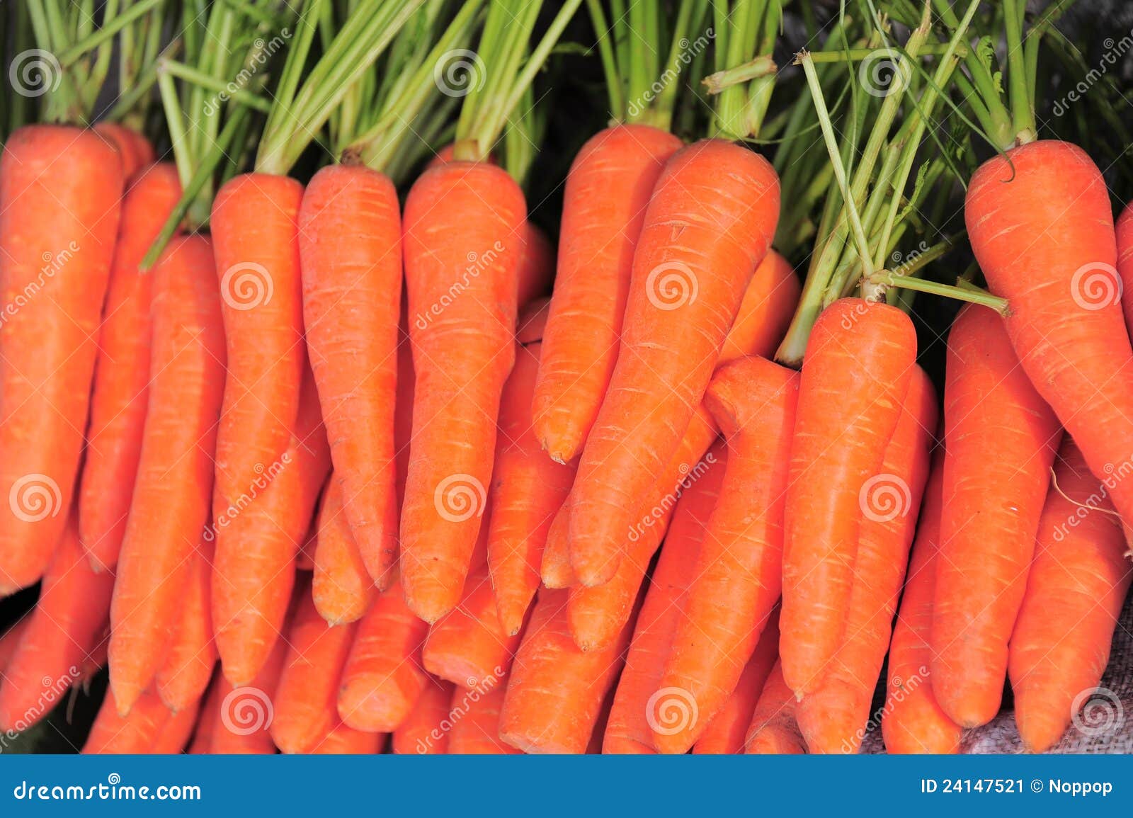 Fresh Carrots stock image. Image of green, cabbage, produce - 24147521