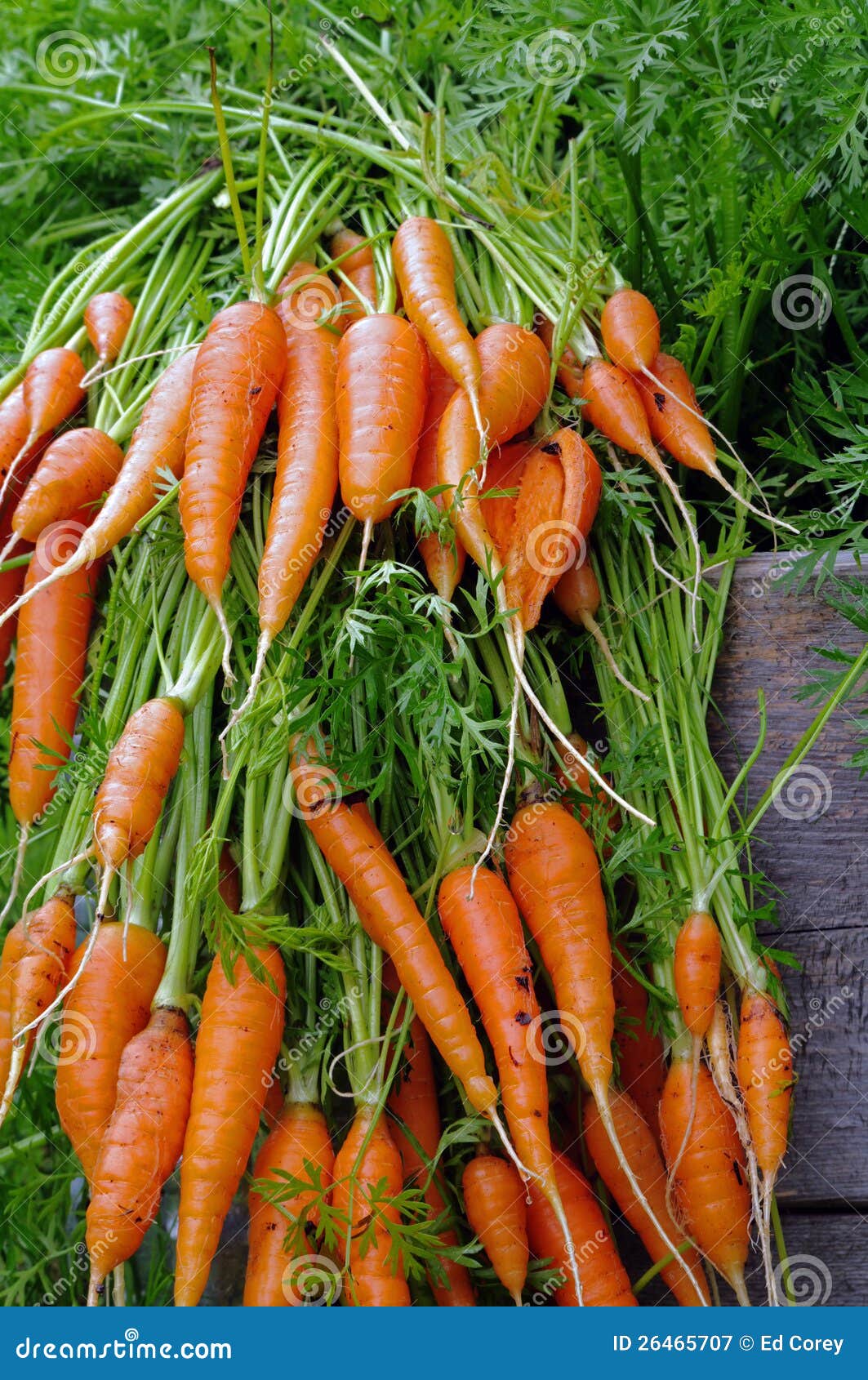 Fresh Carrots stock image. Image of produce, fresh, colorful - 26465707