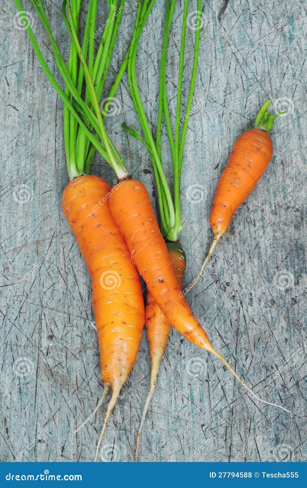 Fresh carrots stock photo. Image of vegetable, summer - 27794588