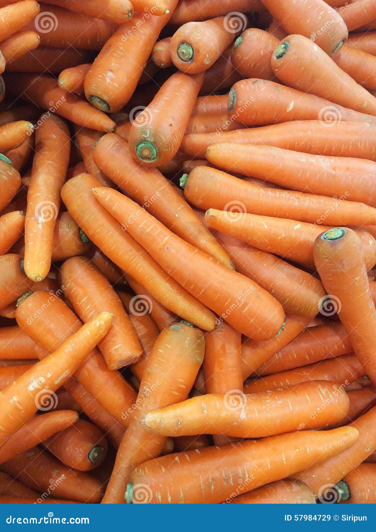 Fresh carrots stock image. Image of fruit, uncooked, vegetable - 57984729