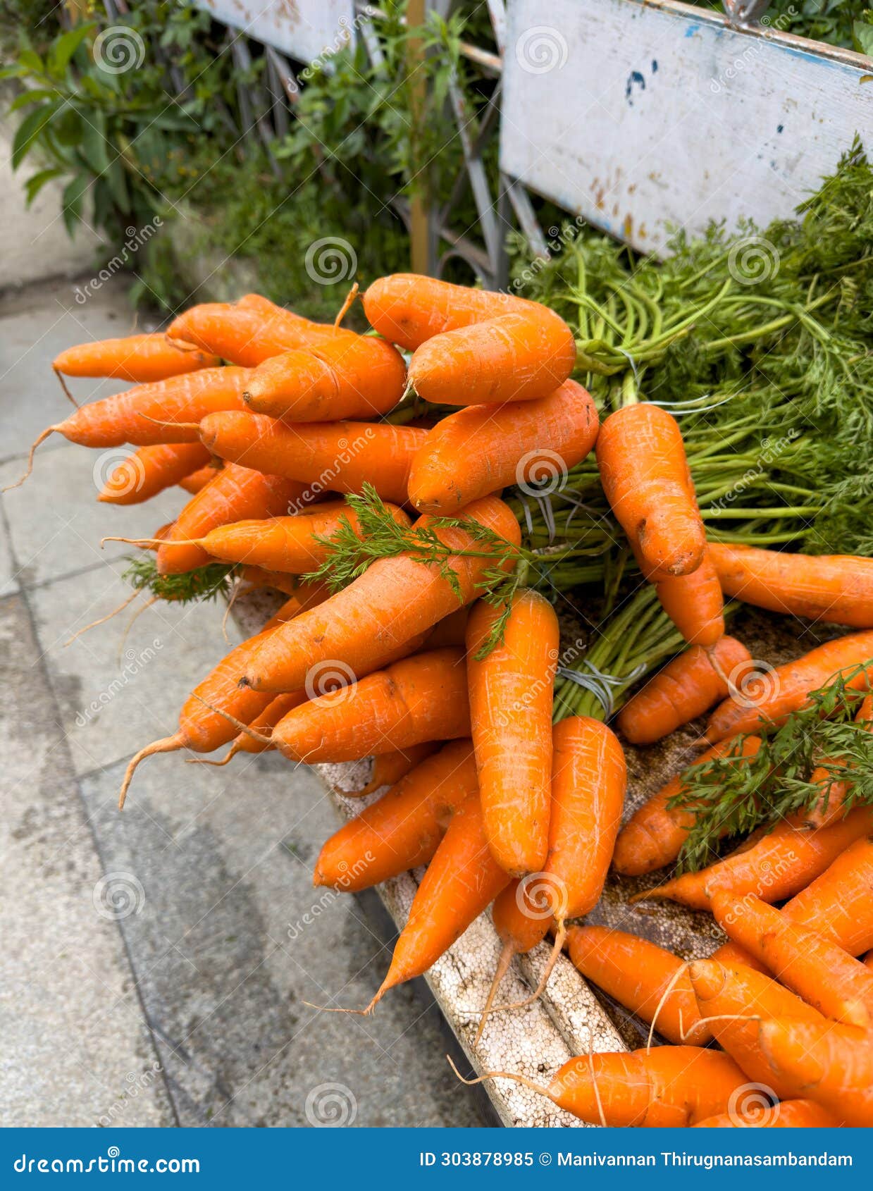 Fresh Carrots Being Sold by Vendor Along Roadside Stock Image - Image ...