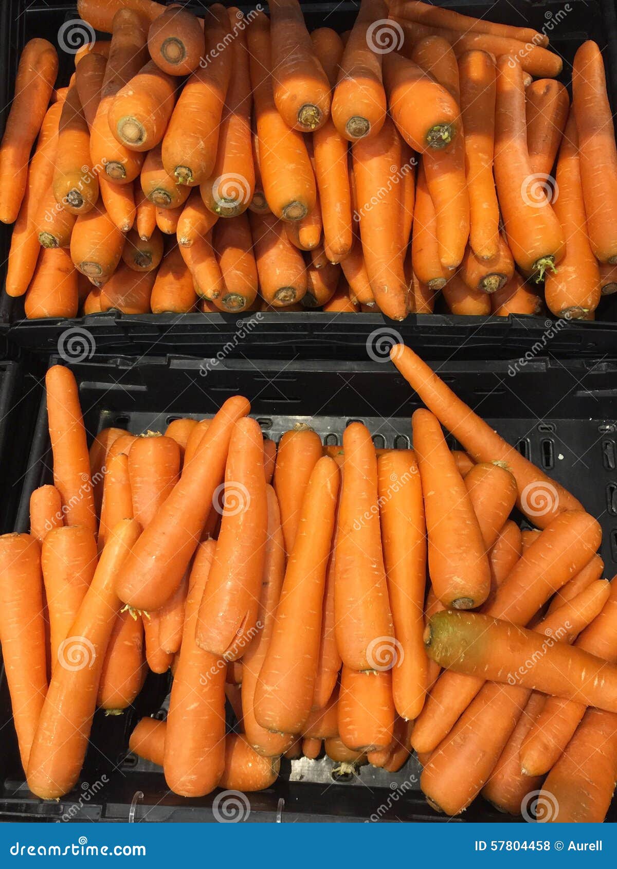 Fresh Carrots stock photo. Image of vegetable, fiber - 57804458