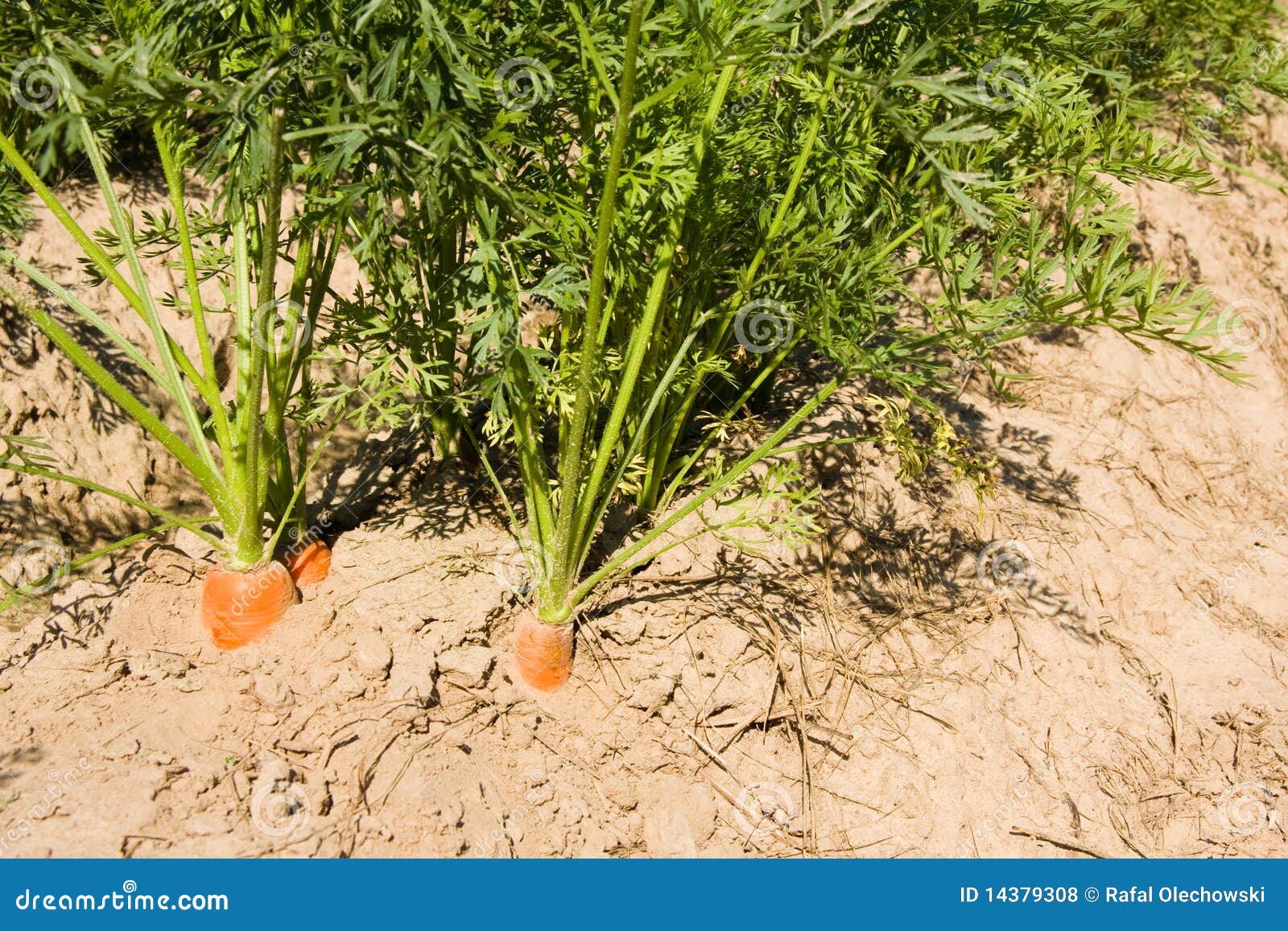 Fresh carrots on field stock photo. Image of fresh, farm - 14379308