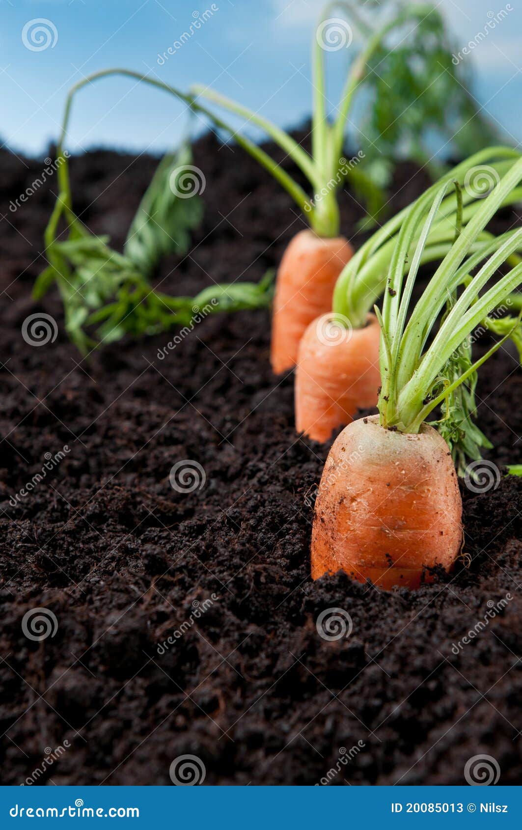 Fresh carrots field stock image. Image of nutrition, carrot - 20085013
