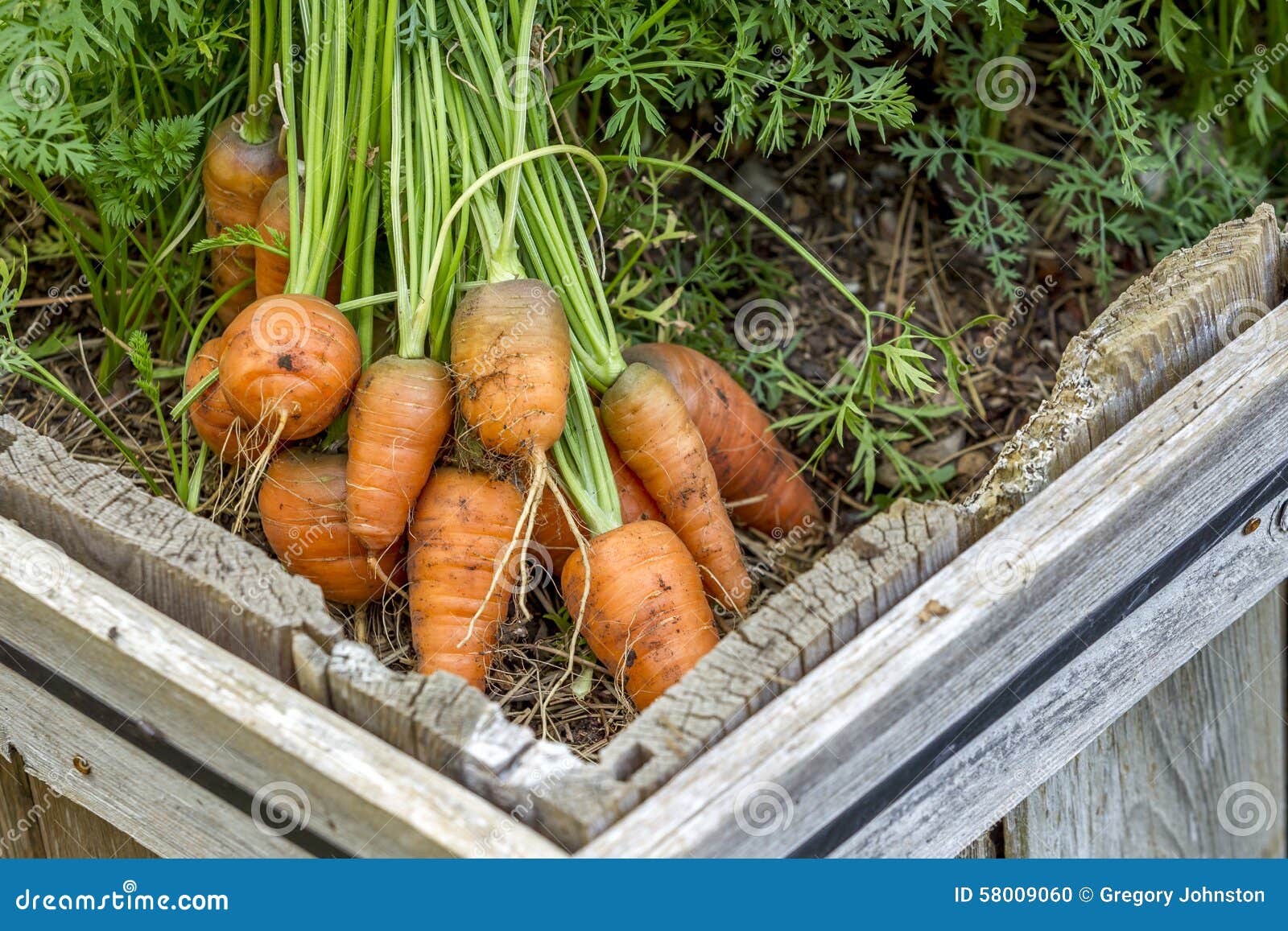 Fresh Carrots in the Garden. Stock Photo - Image of harvest, produce ...