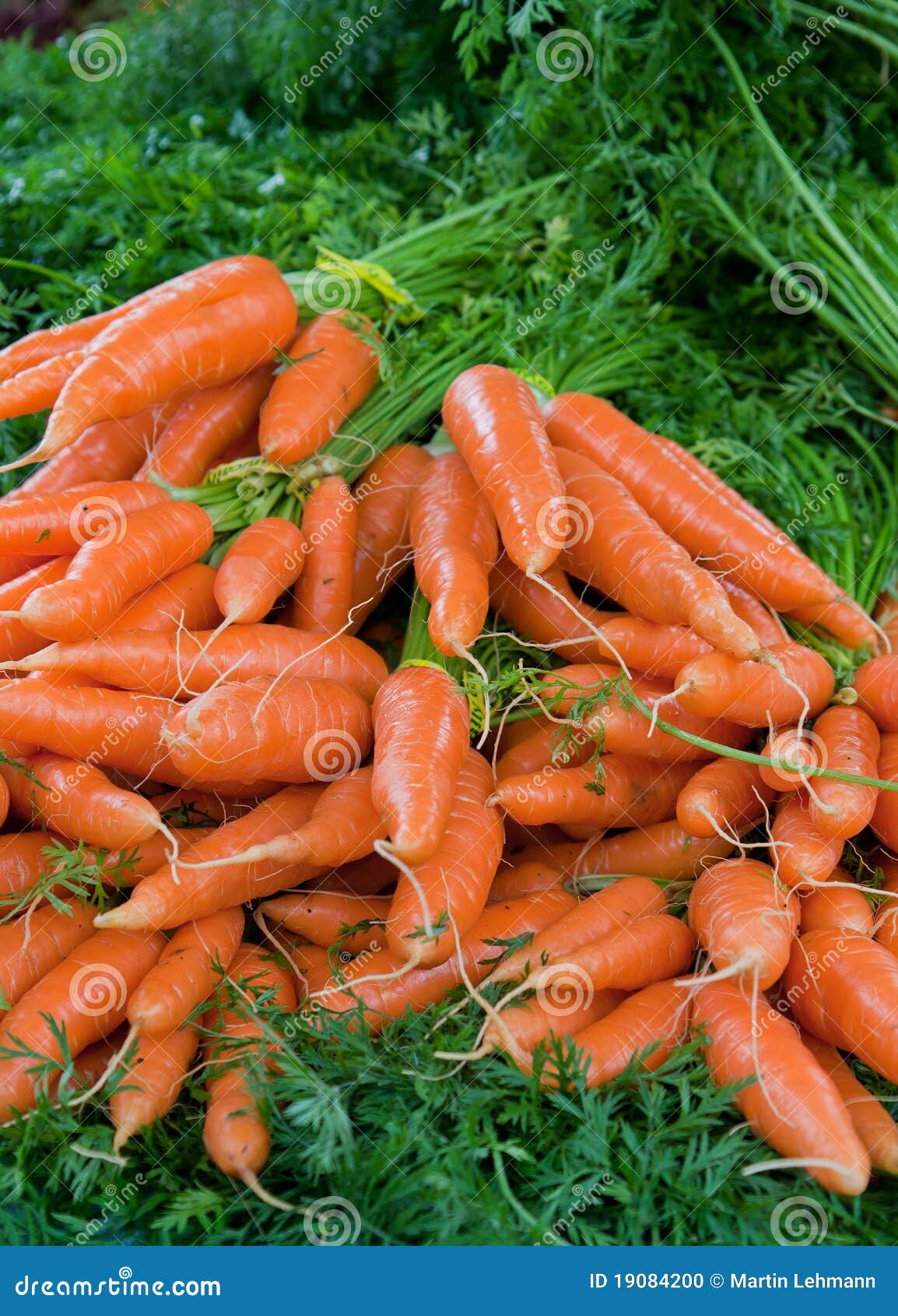 Fresh carrots with green stock photo. Image of produce - 19084200