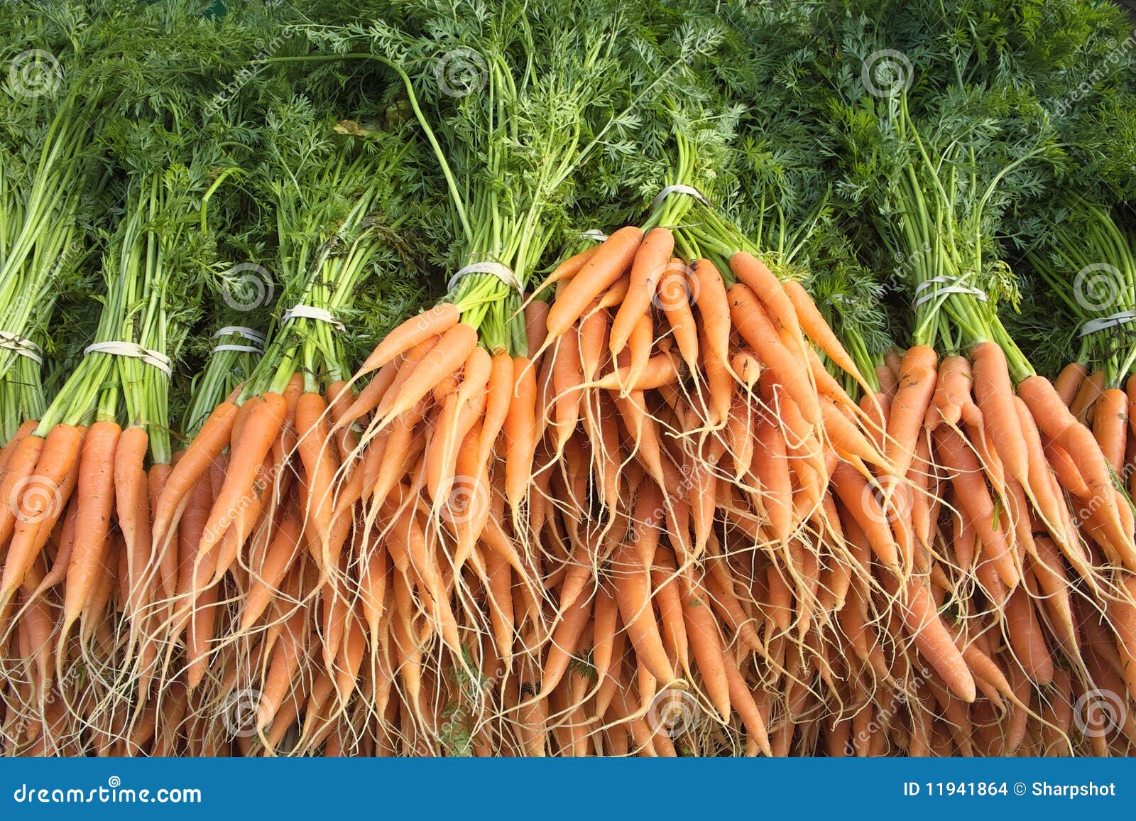 Fresh Carrots with Green Stalks and Roots. Stock Photo - Image of ...