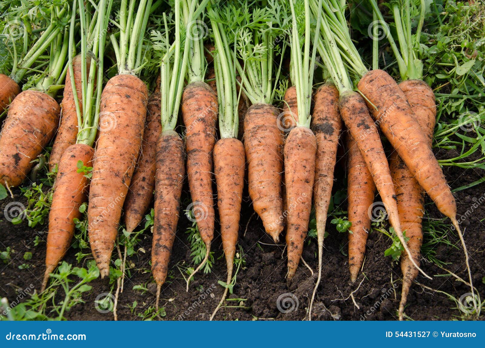 Fresh carrots stock image. Image of fresh, healthy, vegetable - 54431527