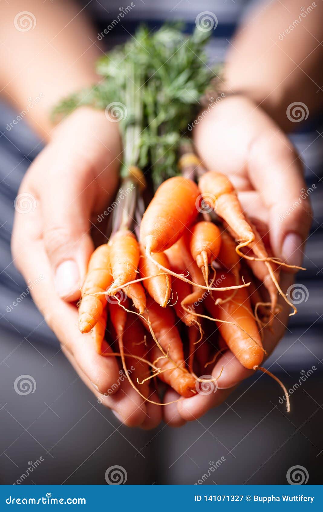Fresh Carrots Holding by Hand Stock Image - Image of holding ...