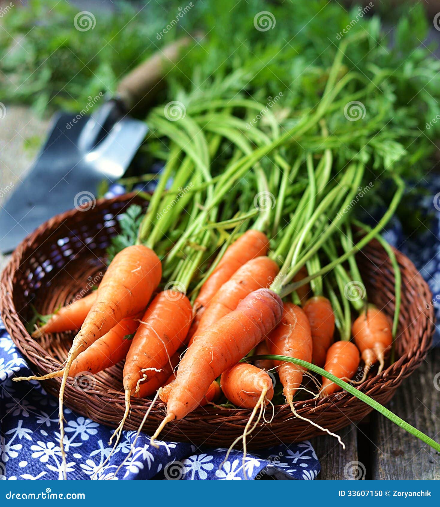 Fresh carrots stock photo. Image of delicious, carrots - 33607150