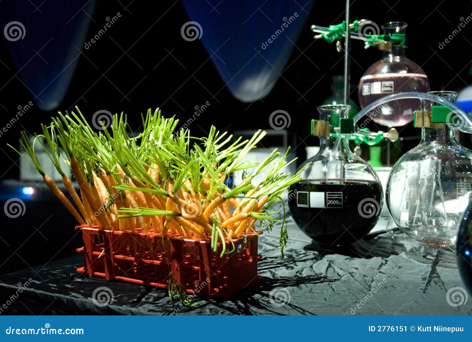 Fresh Carrots in Laboratory Stock Image - Image of produce, laboratory ...