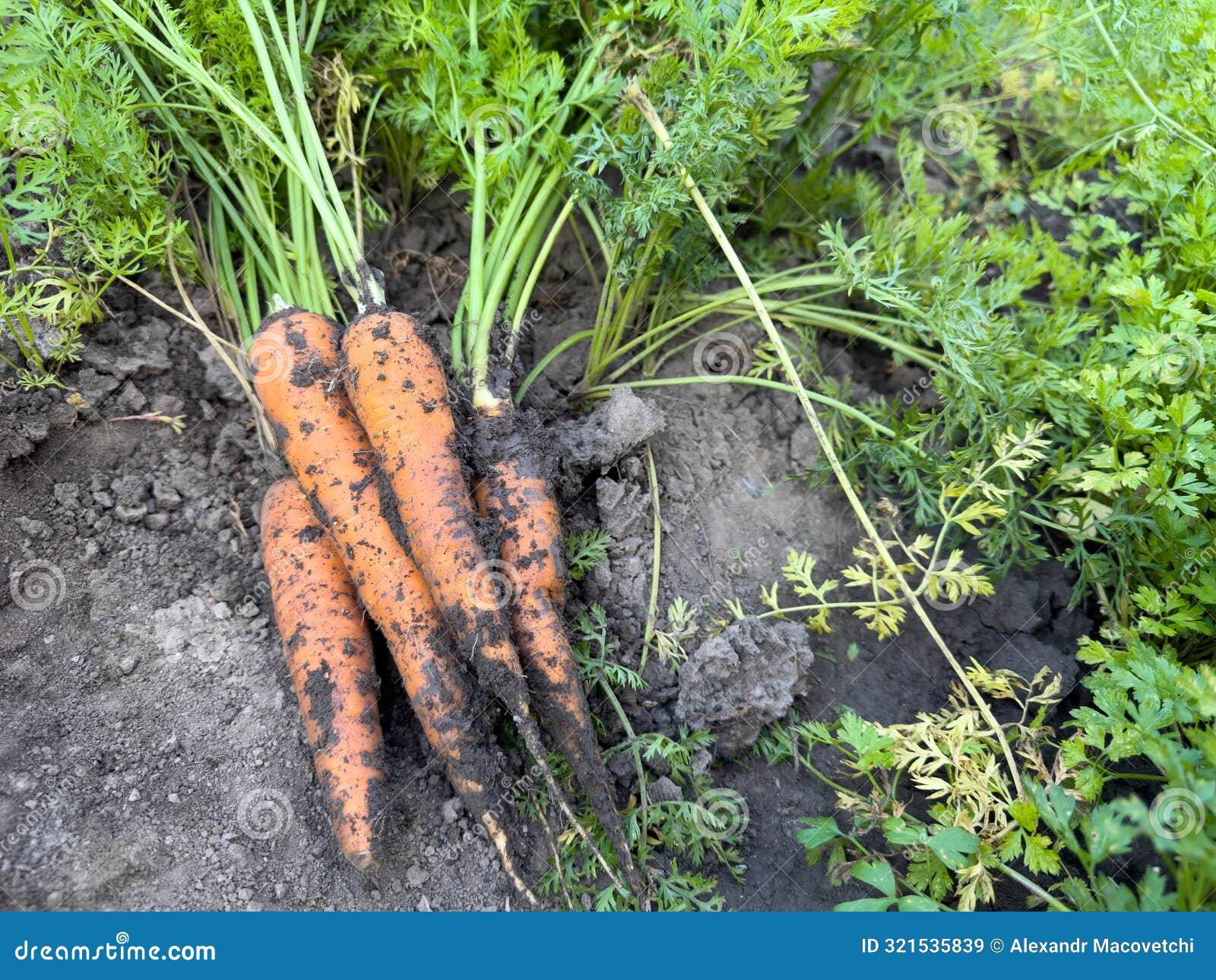 Fresh Carrots Near the Carrot Patch Stock Image - Image of harvest ...
