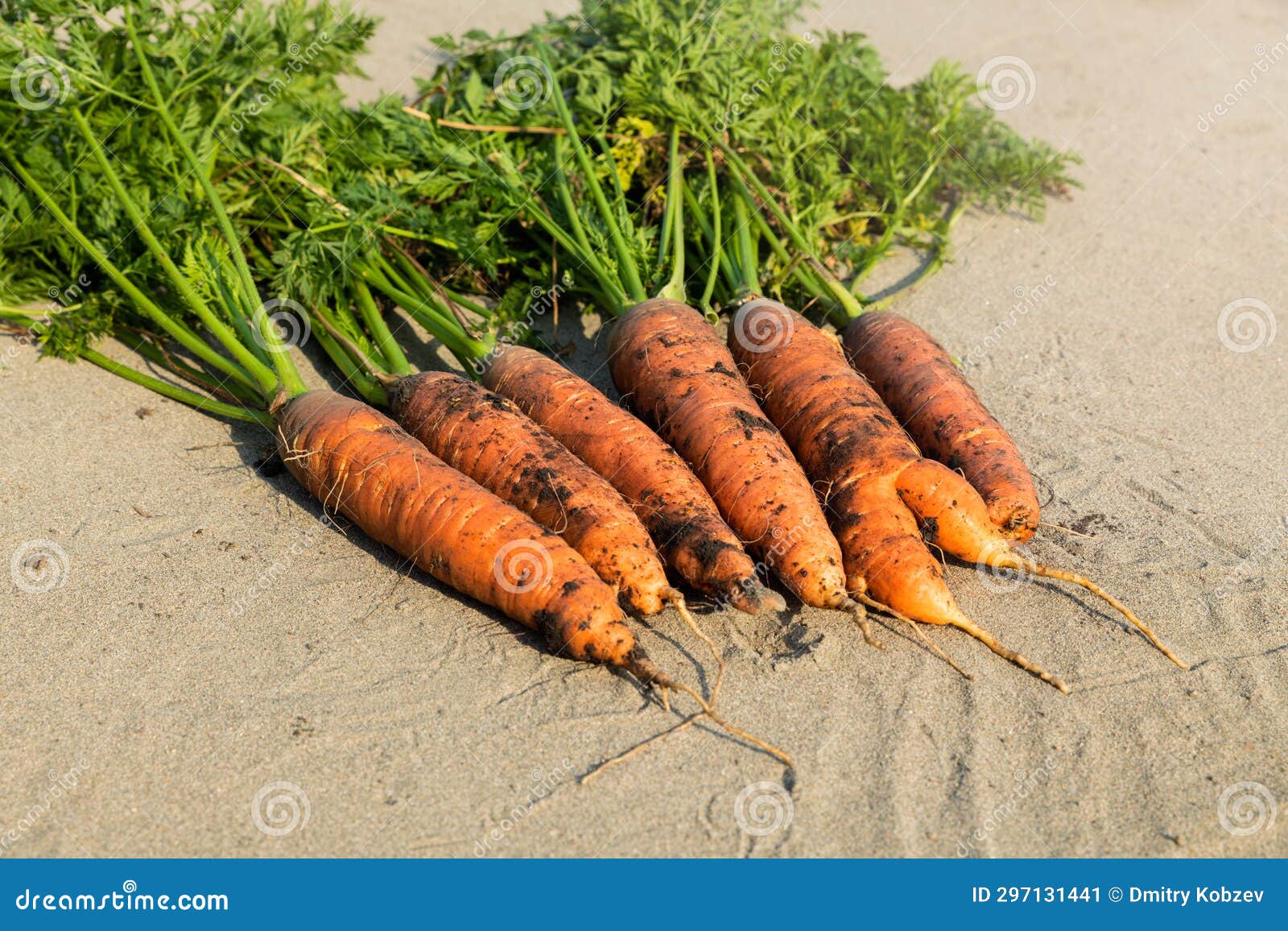 Fresh Carrots are Taken from the Ground and Placed on the Sand Stock ...