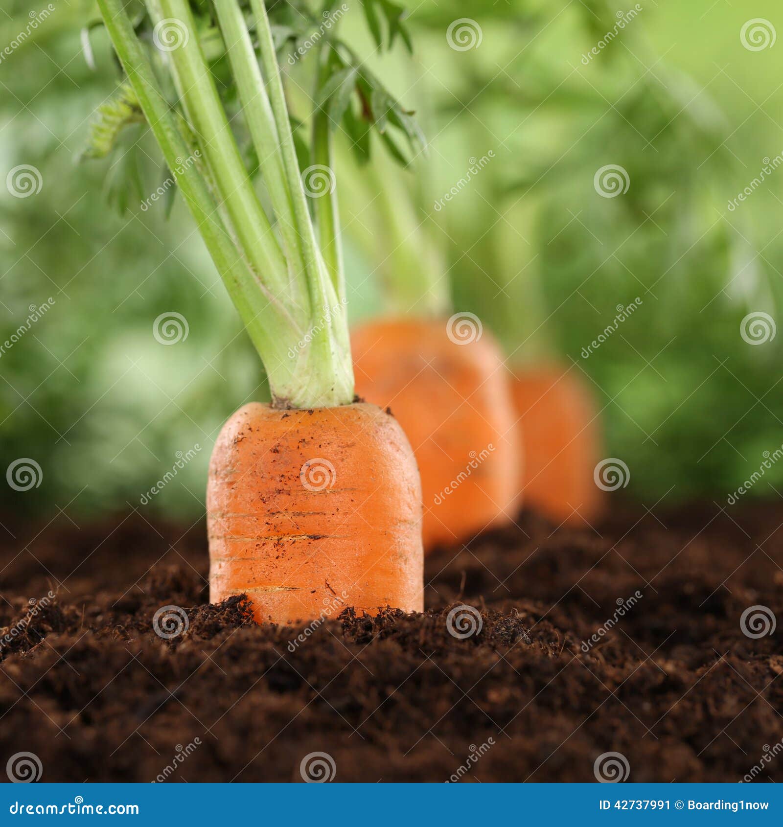 Fresh Carrots in Vegetable Garden Stock Image - Image of nature, field ...
