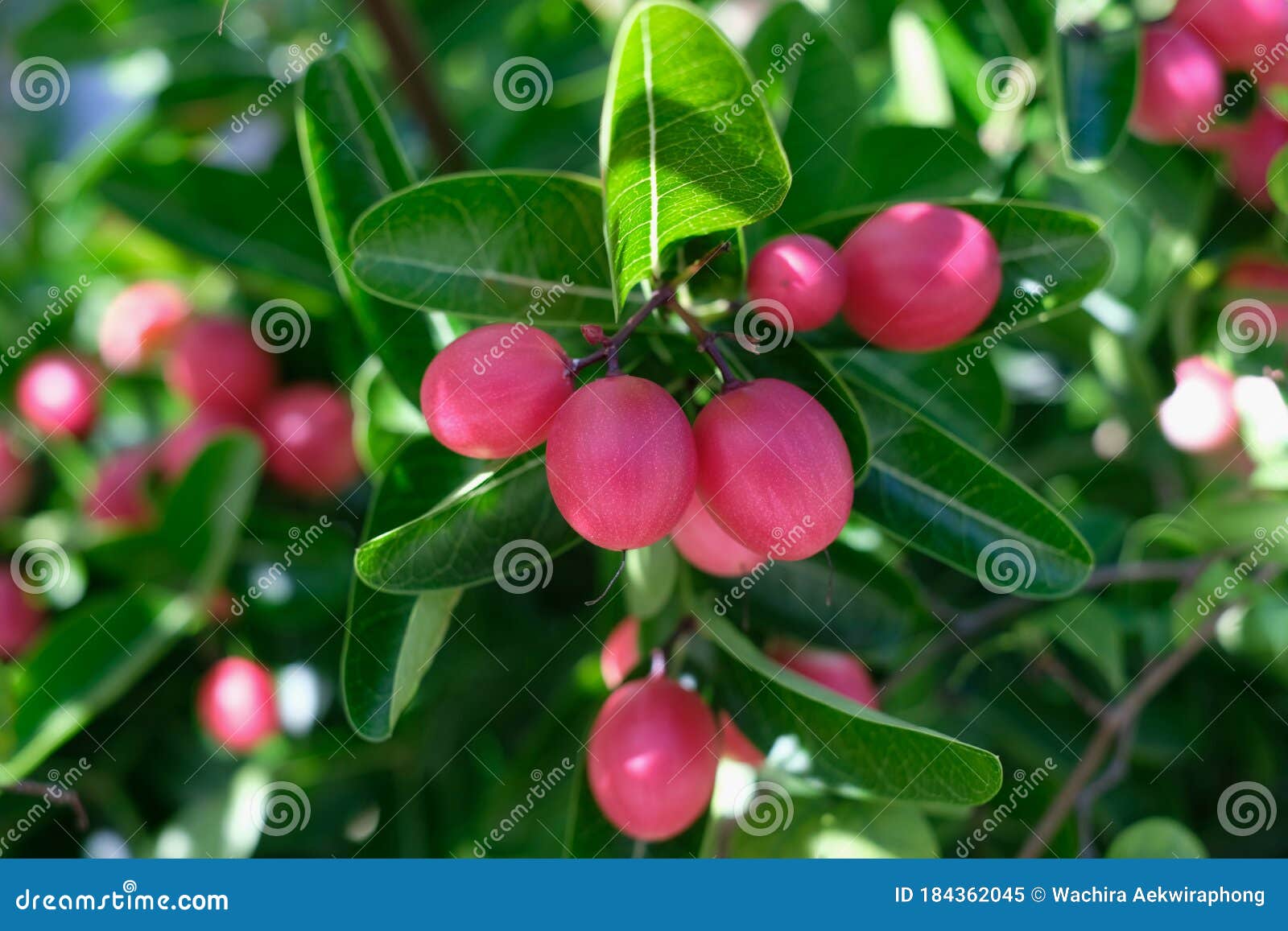 Fresh Carunda or Karonda on Tree Stock Image - Image of branch, ripe ...