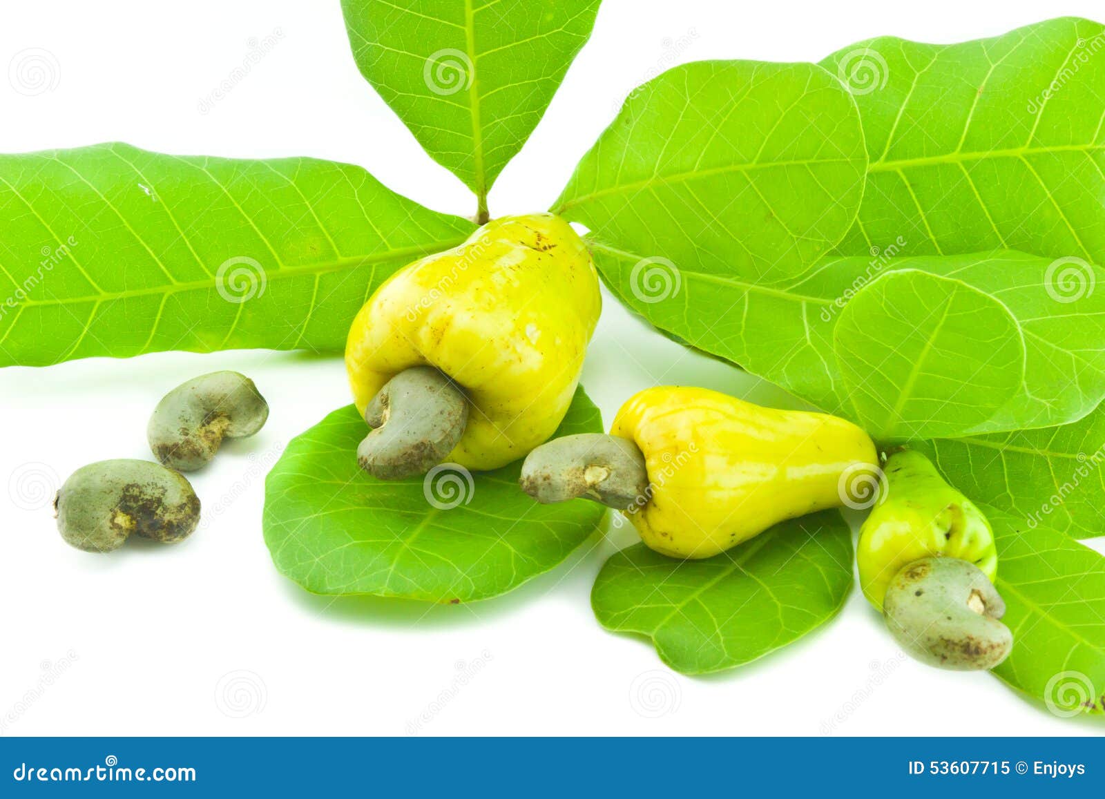 Fresh Cashew Nut stock image. Image of fresh, leaf, healthy - 53607715