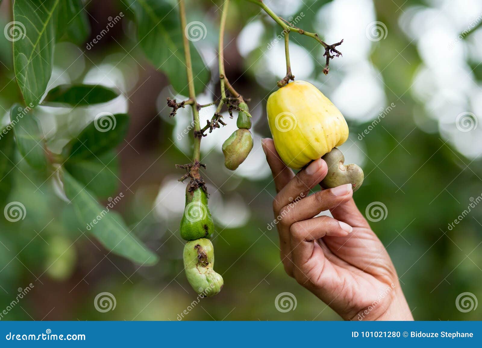 Fresh cashew nuts on tree stock photo. Image of grows - 101021280