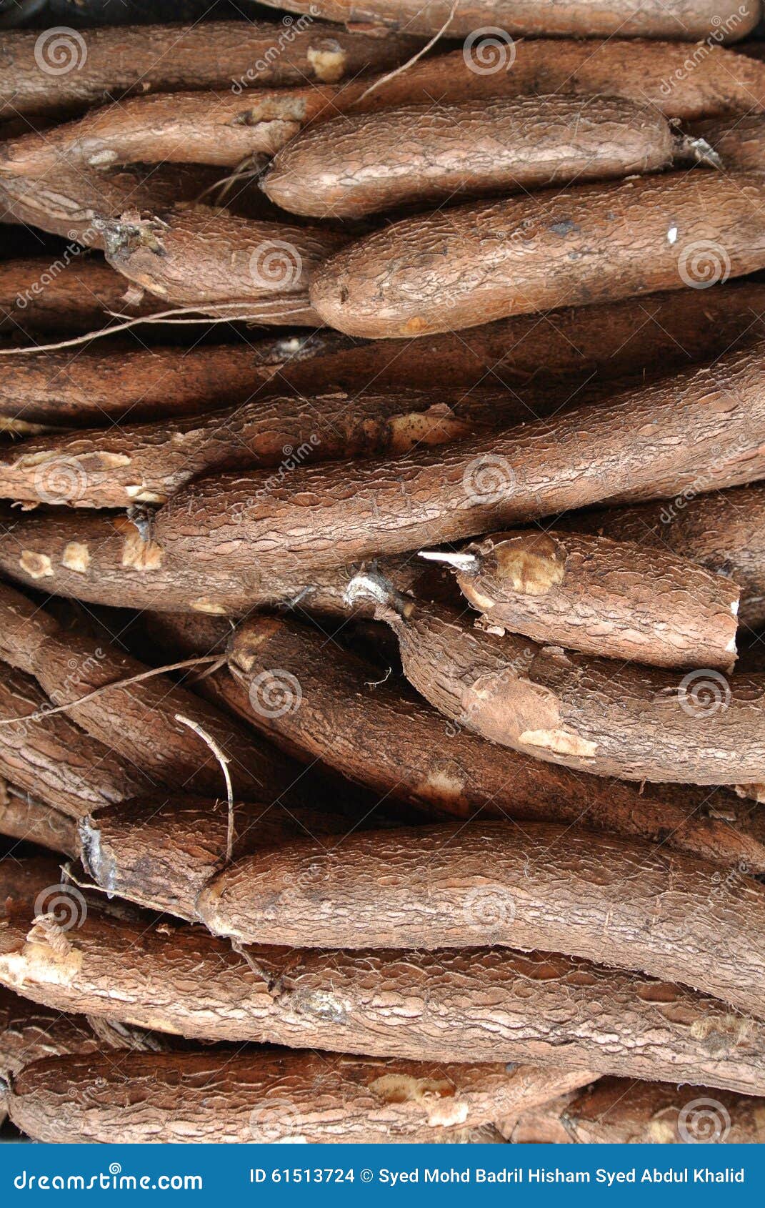 Fresh cassava stock photo. Image of health, fresh, food - 61513724