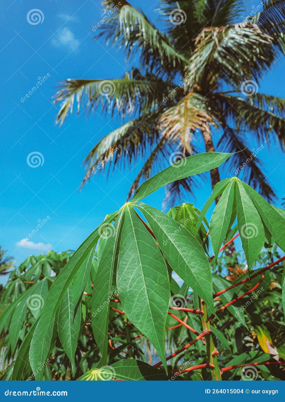 Fresh cassava leaves stock photo. Image of leaf, branch - 264015004