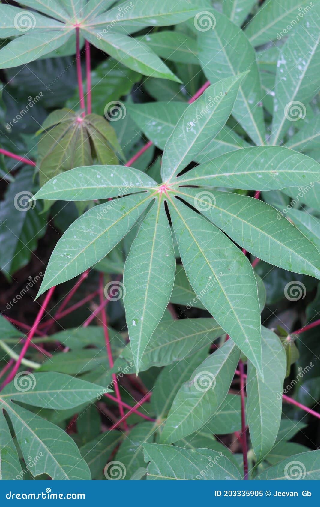 Tapioca Plant Leaves