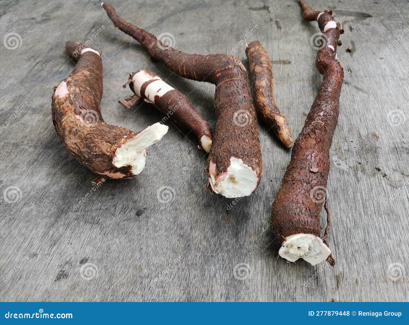Fresh Cassava Tubers after Harvest Stock Photo - Image of harvest ...