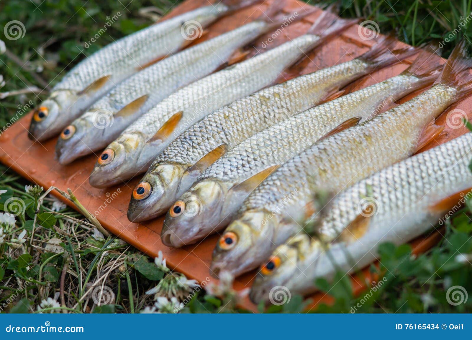 Fresh Catch of Fish in Forest Lake Stock Photo - Image of refreshment ...