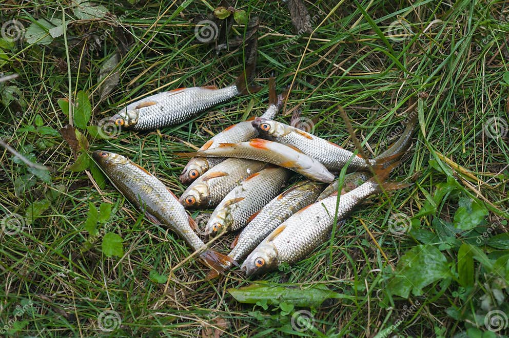 Fresh Catch of Fish in Forest Lake Stock Image - Image of nature ...