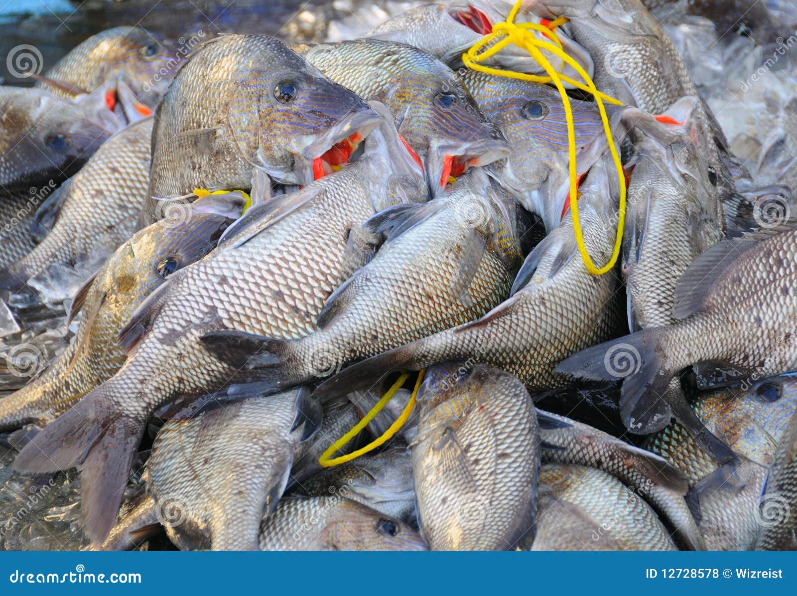 Fresh Catch of Sea Bass stock photo. Image of fish, bass - 12728578