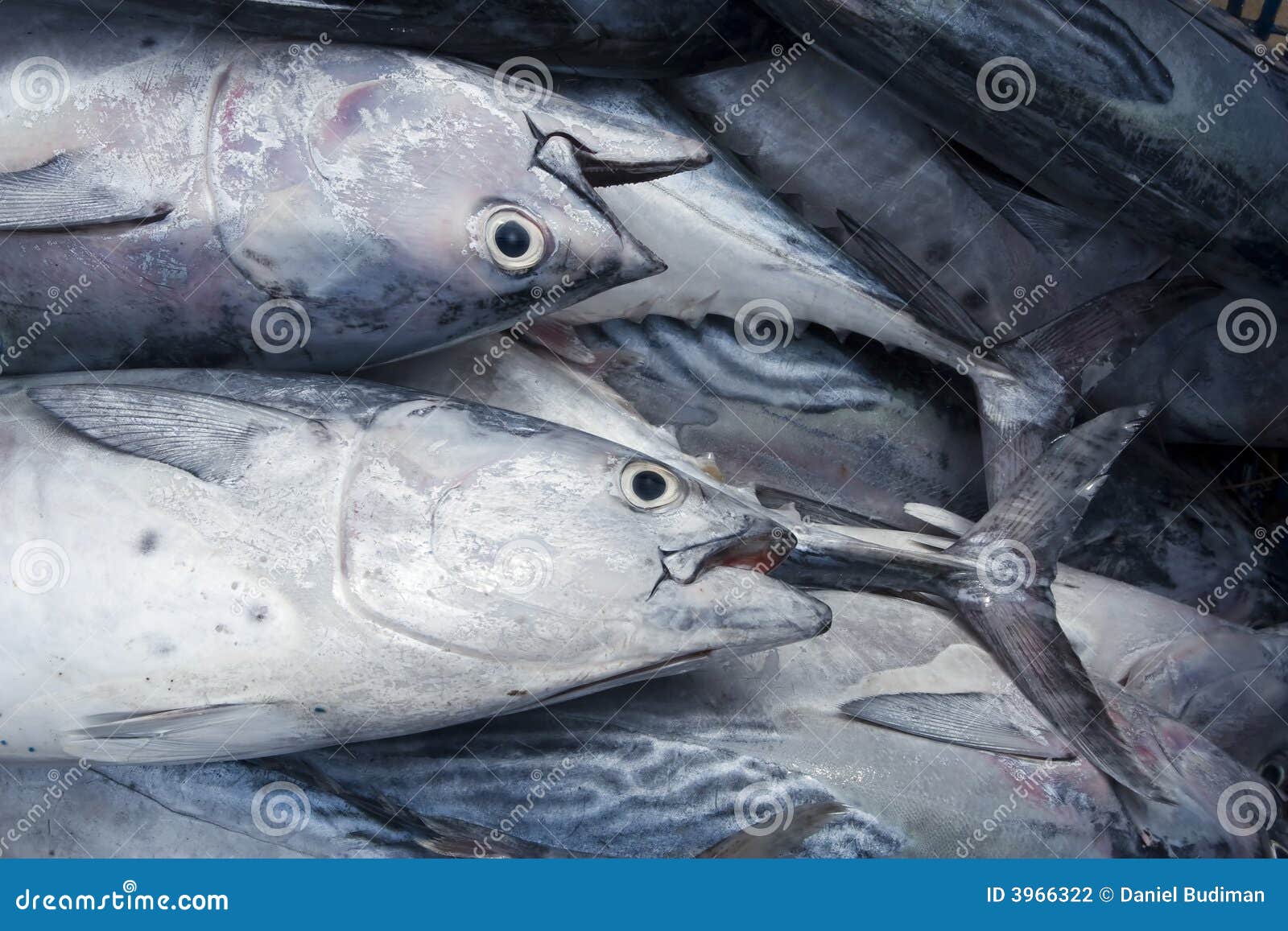 Fresh catched fish on boat stock photo. Image of healthy - 3966322