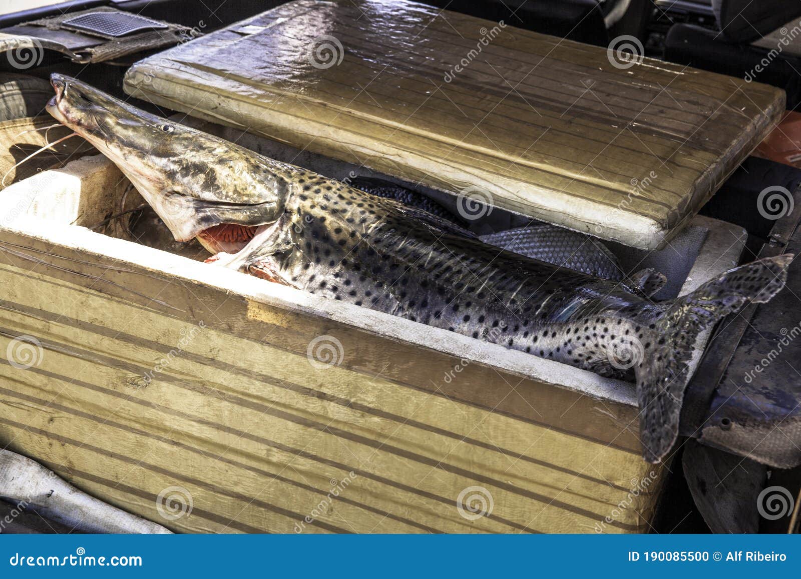 Fresh Catfish Inside a Styrofoam Box Stock Photo - Image of organic ...