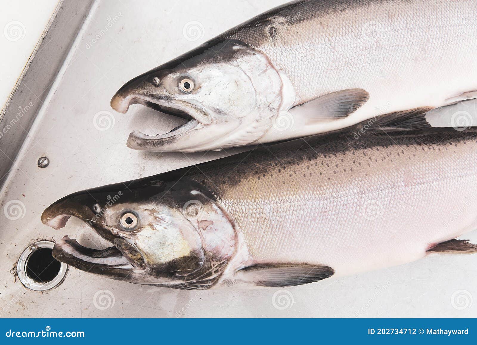 Fresh Caught Alaskan Coho Salmon Stock Photo - Image of nose, alaska ...