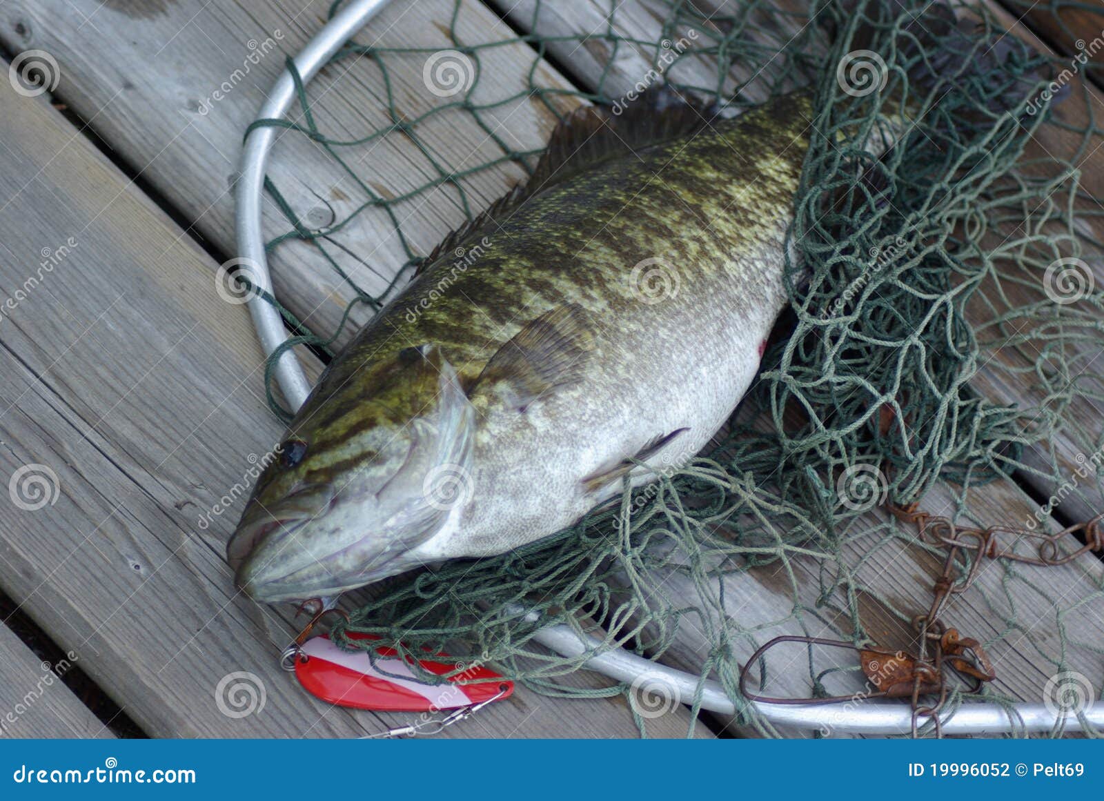 Fresh Caught Bass Fish Stock Photography | CartoonDealer.com #19996052