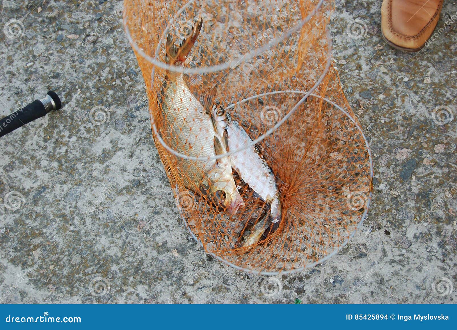 Fresh caught fish in nets stock photo. Image of fresh - 85425894