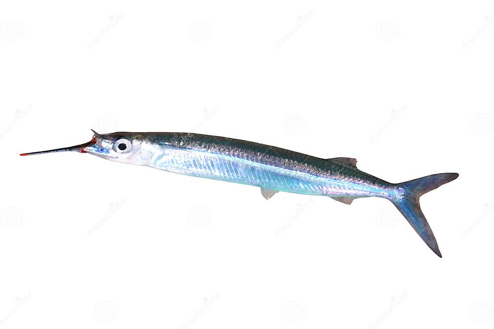 Fresh caught garfish stock photo. Image of garfish, desire - 17471668