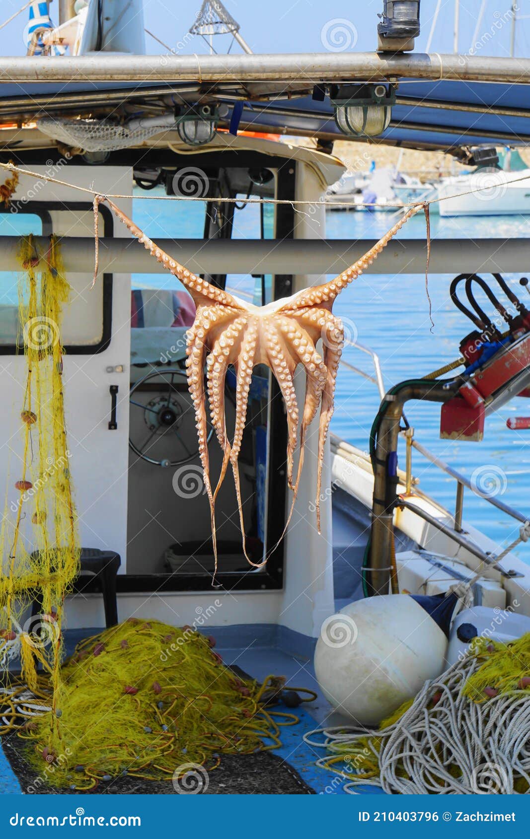 Fresh Caught Octopus on a Fishing Boat Stock Photo - Image of chania ...