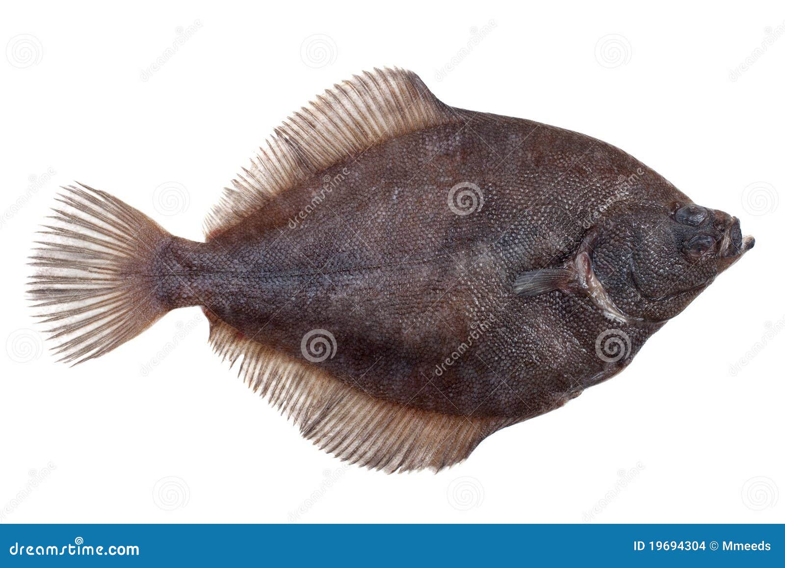 Fresh caught plaice stock photo. Image of slimy, eating - 19694304