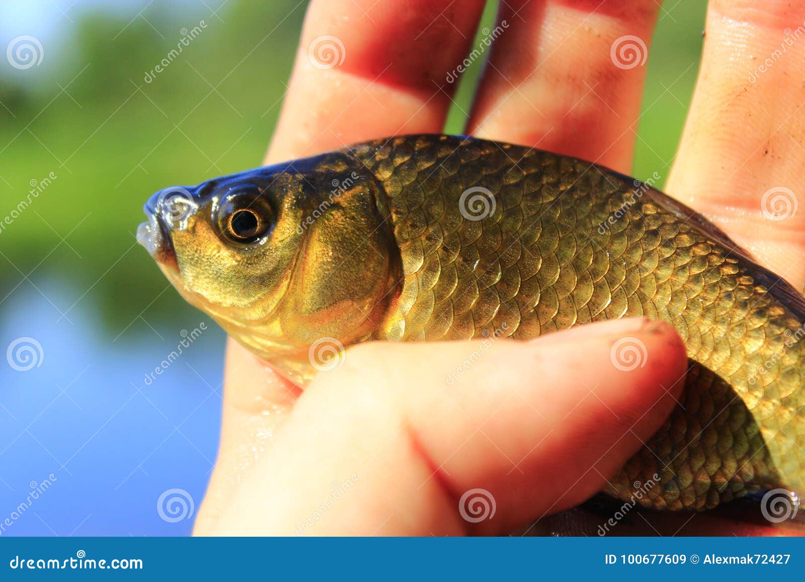 Prussian Carp (Carassius Gibelio). Stock Photography | CartoonDealer ...