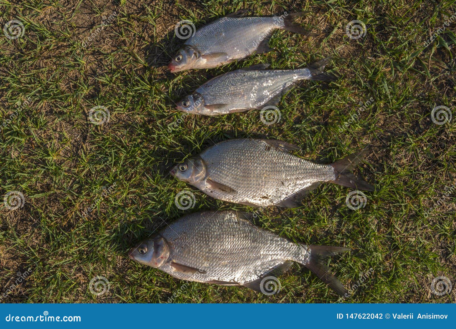 Fresh-caught River Fish Bream on Green Grass Stock Photo - Image of ...