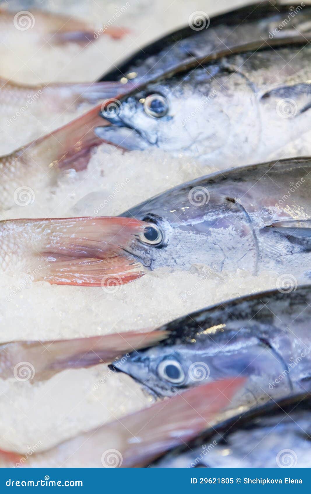 Fresh-caught sea fish stock image. Image of catch, food - 29621805