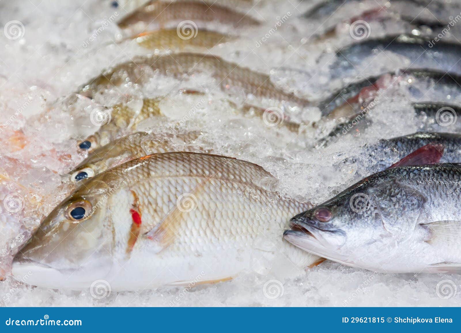Fresh-caught sea fish stock image. Image of cold, fish - 29621815
