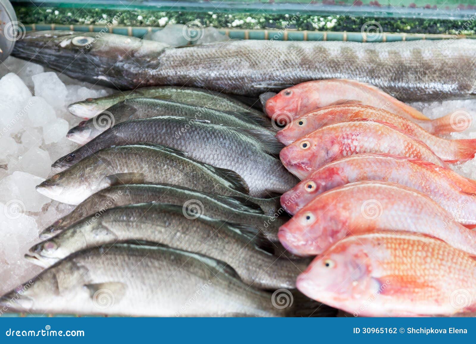 Fresh-caught sea fish stock photo. Image of closeup, gilt - 30965162