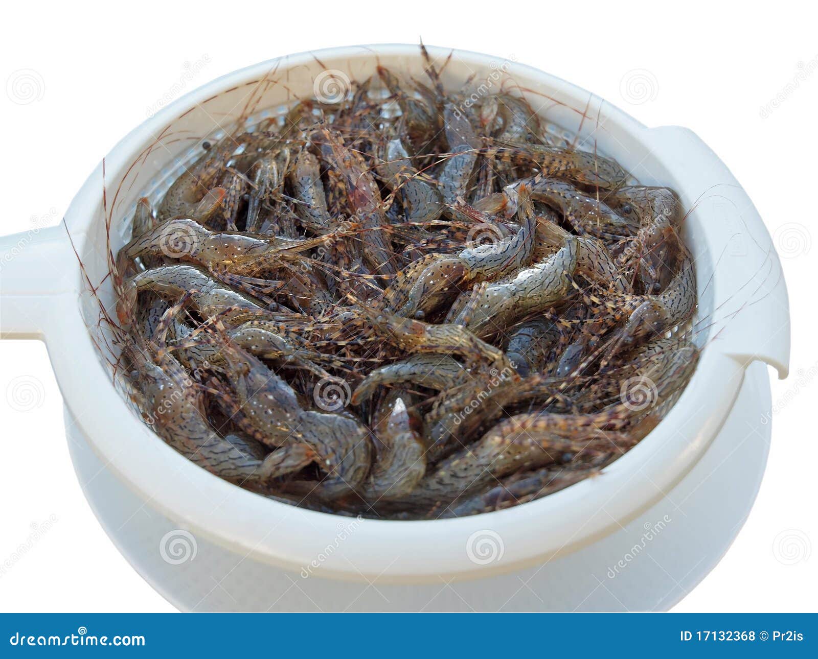 Fresh caught shrimp stock photo. Image of cuisine, food - 17132368