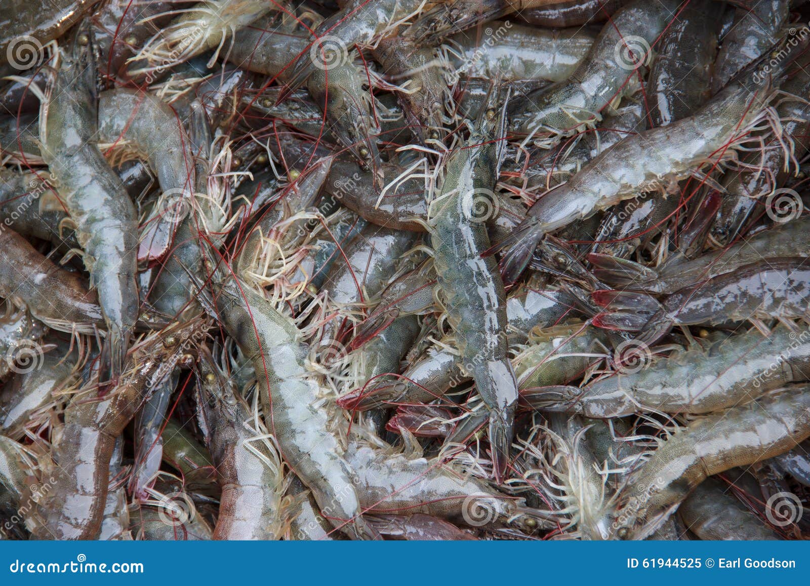 Fresh Caught Shrimp from Farm Stock Image - Image of seafood, trap ...