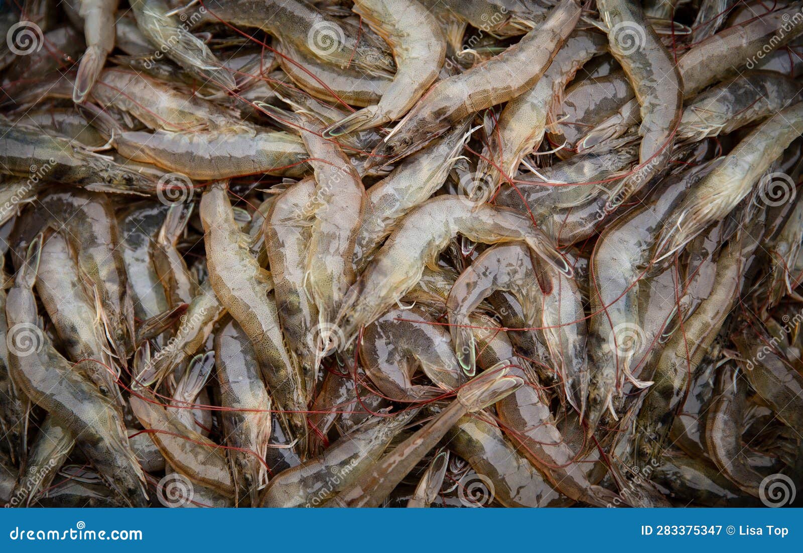 Fresh caught shrimp stock image. Image of tempreture - 283375347