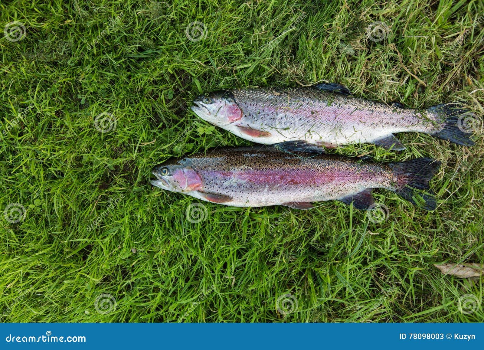 Fresh caught trout stock image. Image of agriculture - 78098003