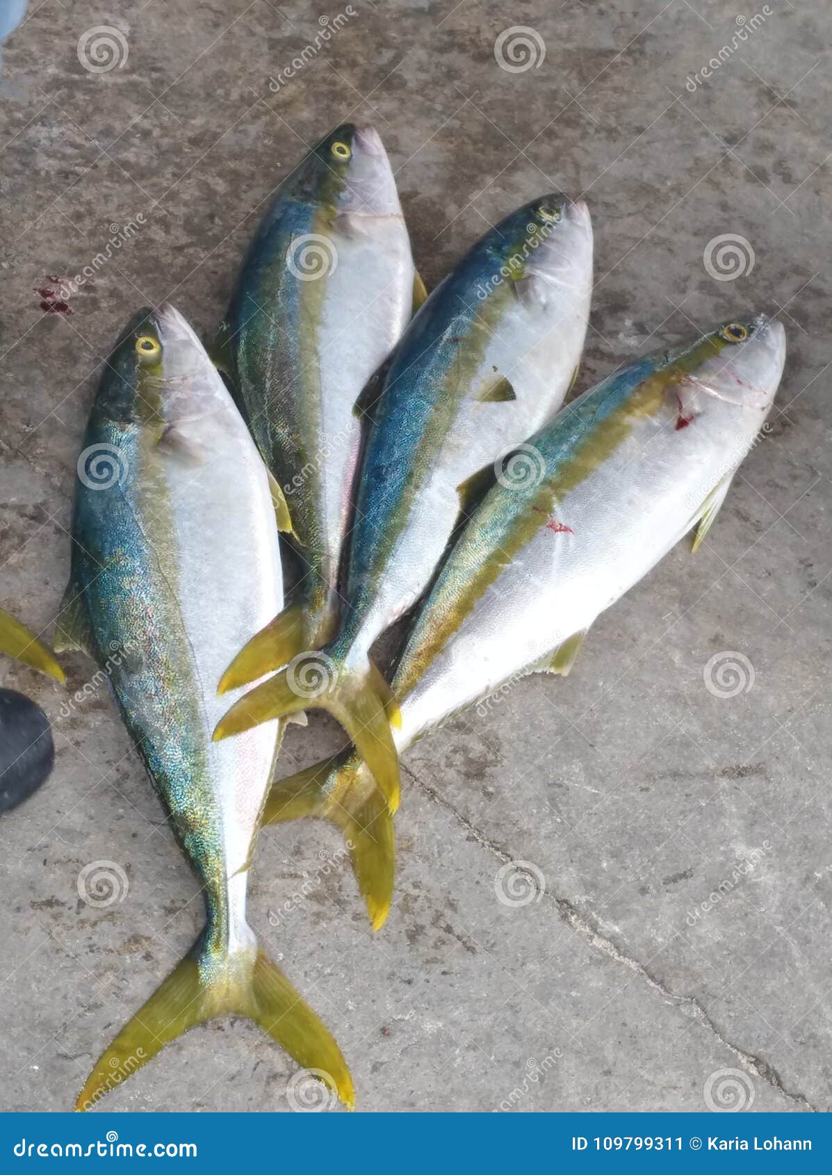 Yellowtail stock image. Image of cape, yellowtail, fresh - 109799311